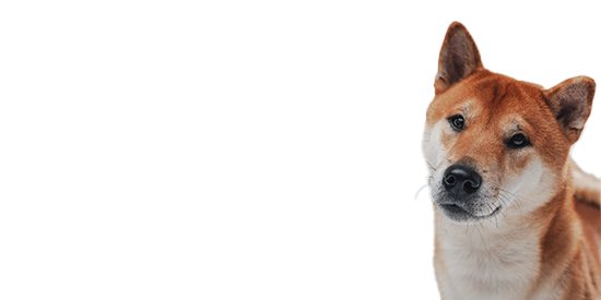 Cuidados para el perro Shiba Inu, cepillado, baño y corte de pelo